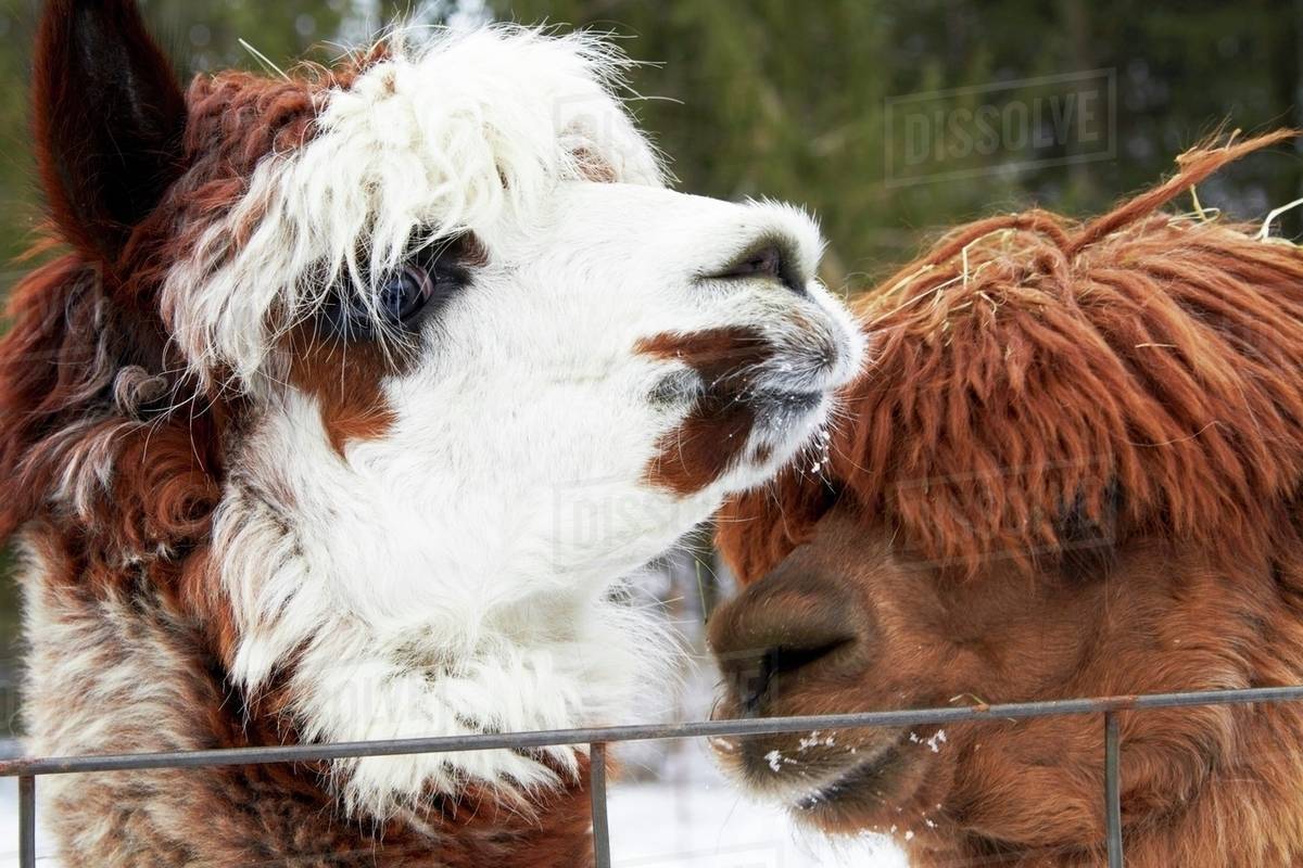 Two Alpacas - Royalty-free Stock Photo | Dissolve