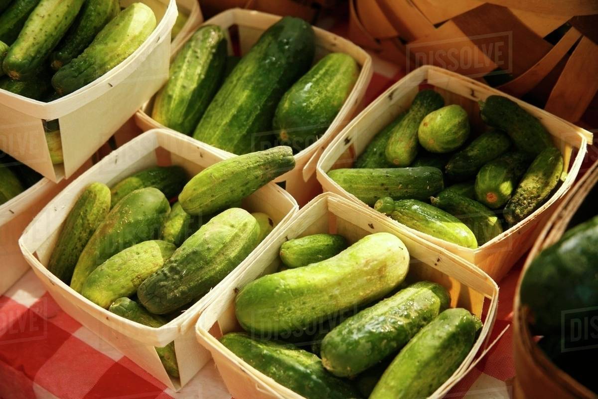 Pickling Cukes at a Farmers Market - Royalty-free Stock Photo | Dissolve