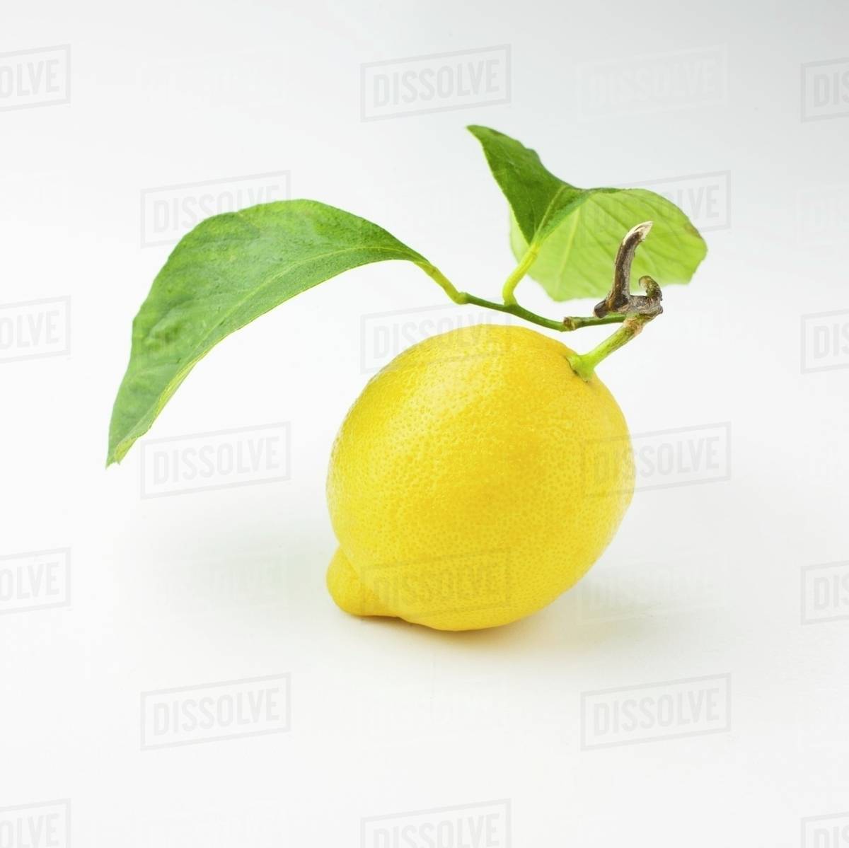 A lemon with a stem and leaves - Royalty-free Stock Photo | Dissolve