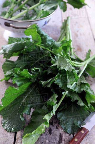 Fresh turnip tops - Stock Photo - Dissolve