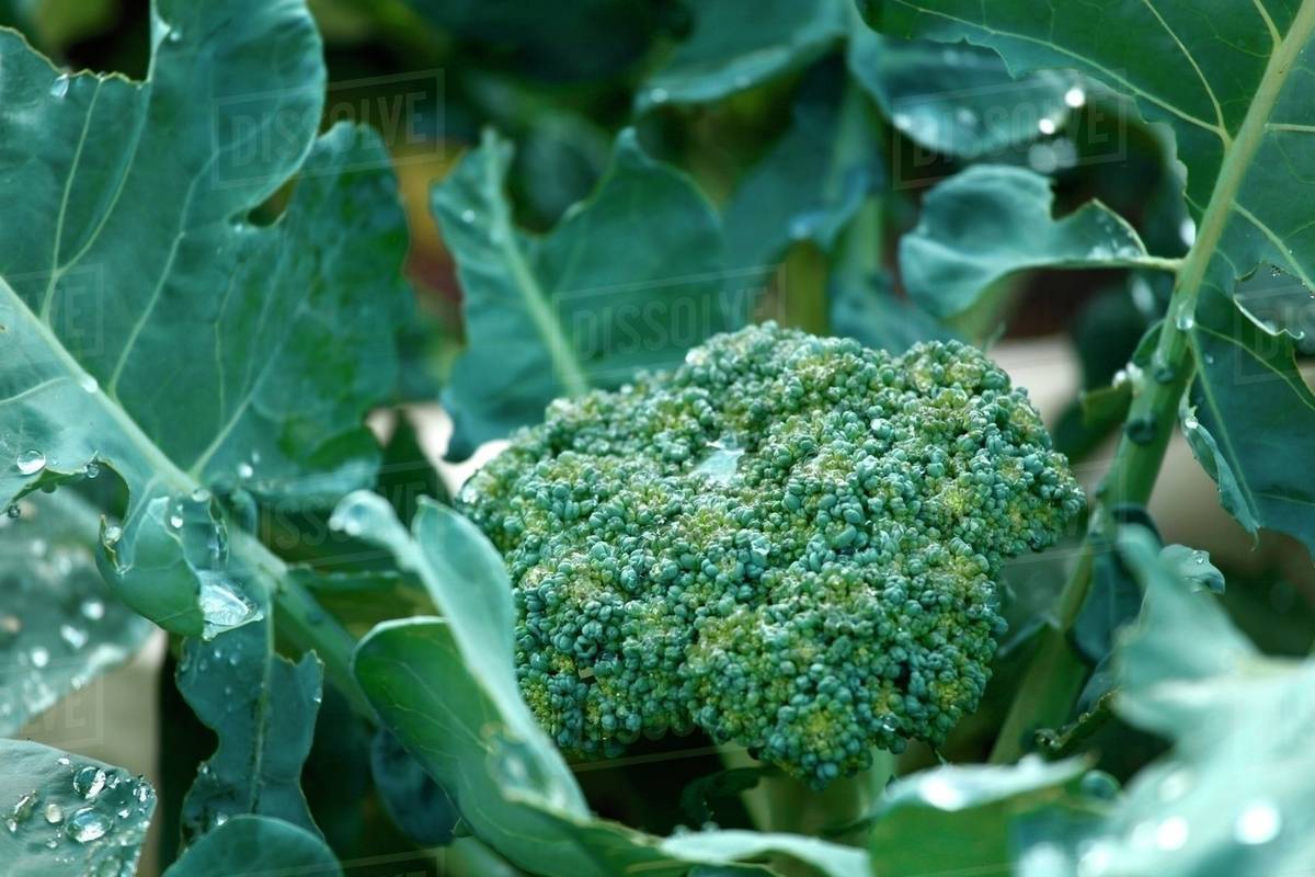 Broccoli Growing in a Garden; Wet - Royalty-free Stock Photo | Dissolve