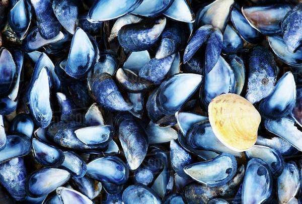 Mussel shells with on Venus mussel shell - Royalty-free Stock Photo ...