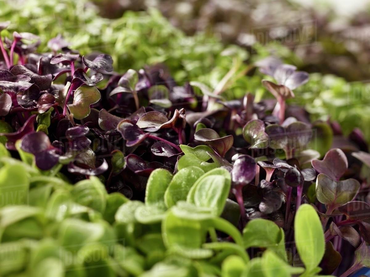 Fresh cress (close-up) - Royalty-free Stock Photo | Dissolve