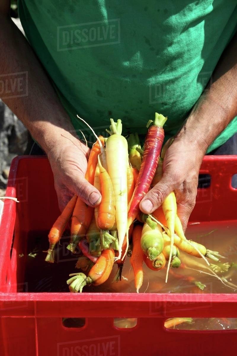 A man holding various freshly washed carrots - Royalty-free Stock Photo ...