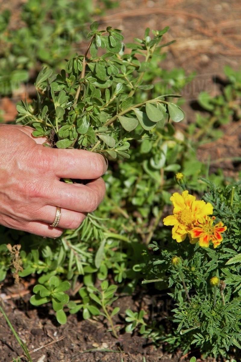 A hand pulling up a garden plant - Royalty-free Stock Photo | Dissolve