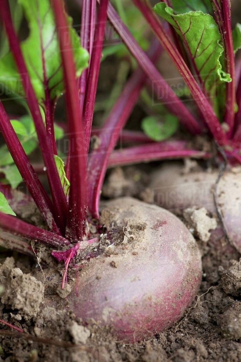 Beetroot in a field - Royalty-free Stock Photo | Dissolve