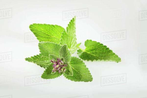 Fresh catnip - Royalty-free Stock Photo | Dissolve