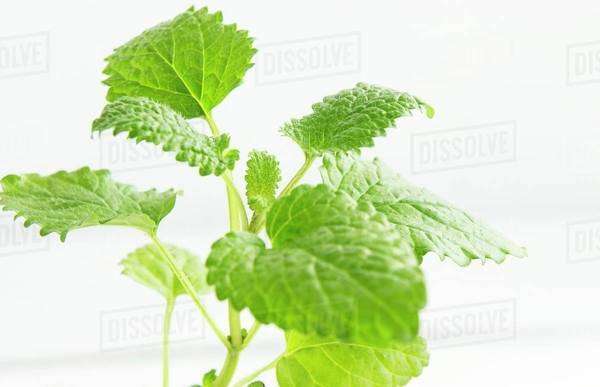 Fresh peppermint - Royalty-free Stock Photo | Dissolve