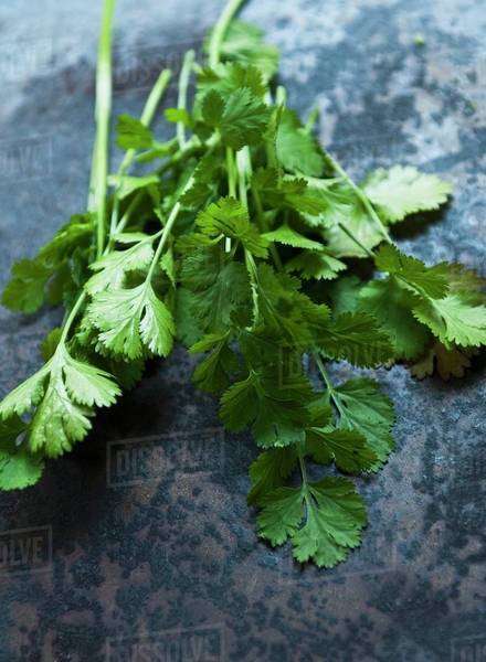 Fresh coriander - Stock Photo - Dissolve