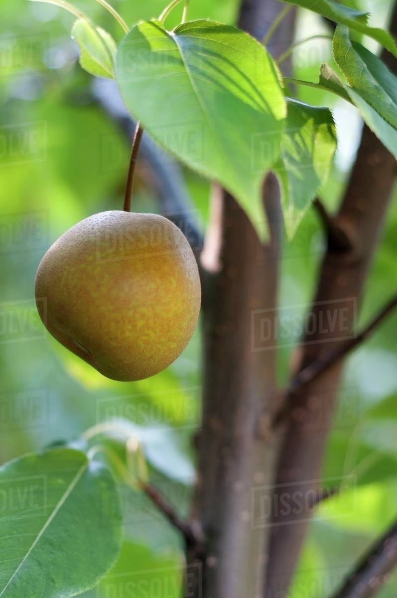 Asian Pear Tree in a Maine Garden - Royalty-free Stock Photo | Dissolve