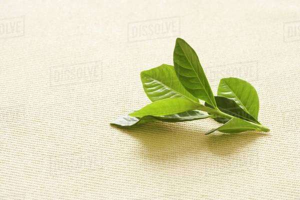 Fresh tea leaves - Stock Photo - Dissolve