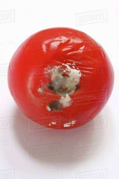 A mouldy tomato seen from above - Royalty-free Stock Photo | Dissolve