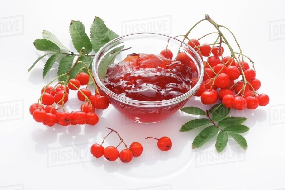 Rowan berry jelly - Royalty-free Stock Photo | Dissolve