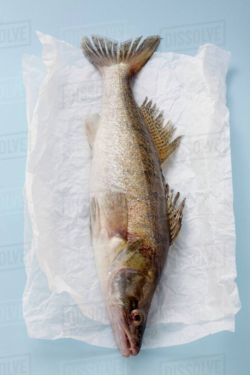 A fresh zander on parchment paper - Royalty-free Stock Photo | Dissolve
