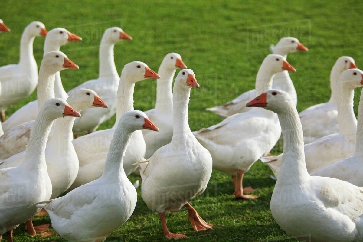 Free-range geese on an organic farm - Stock Photo - Dissolve