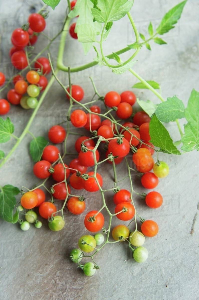 Currant tomatoes (Lycopersicon pimpinellifolium) with leaves - Stock ...