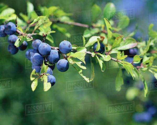 Damsons on the tree - Royalty-free Stock Photo | Dissolve