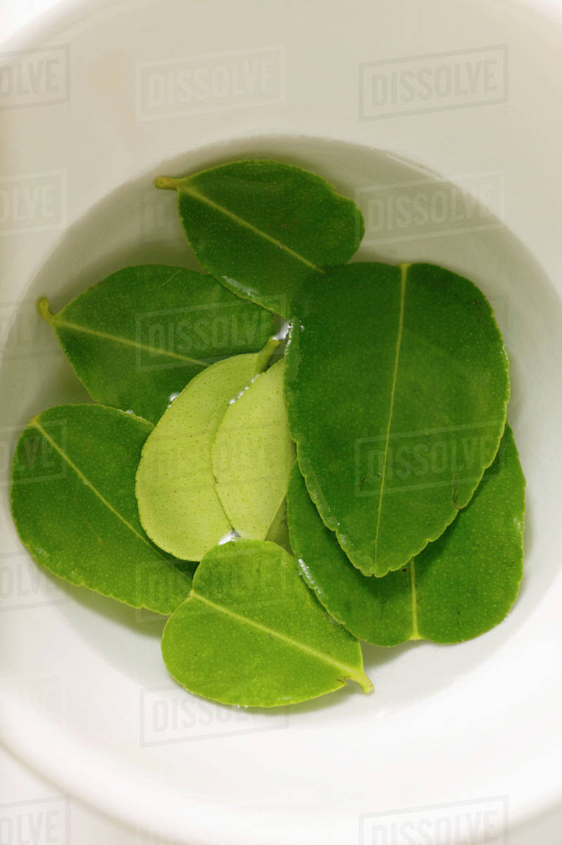 Lemon leaves, soaked in water - Stock Photo - Dissolve
