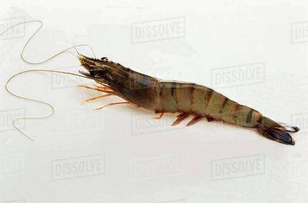 Fresh king prawn with head - Stock Photo - Dissolve