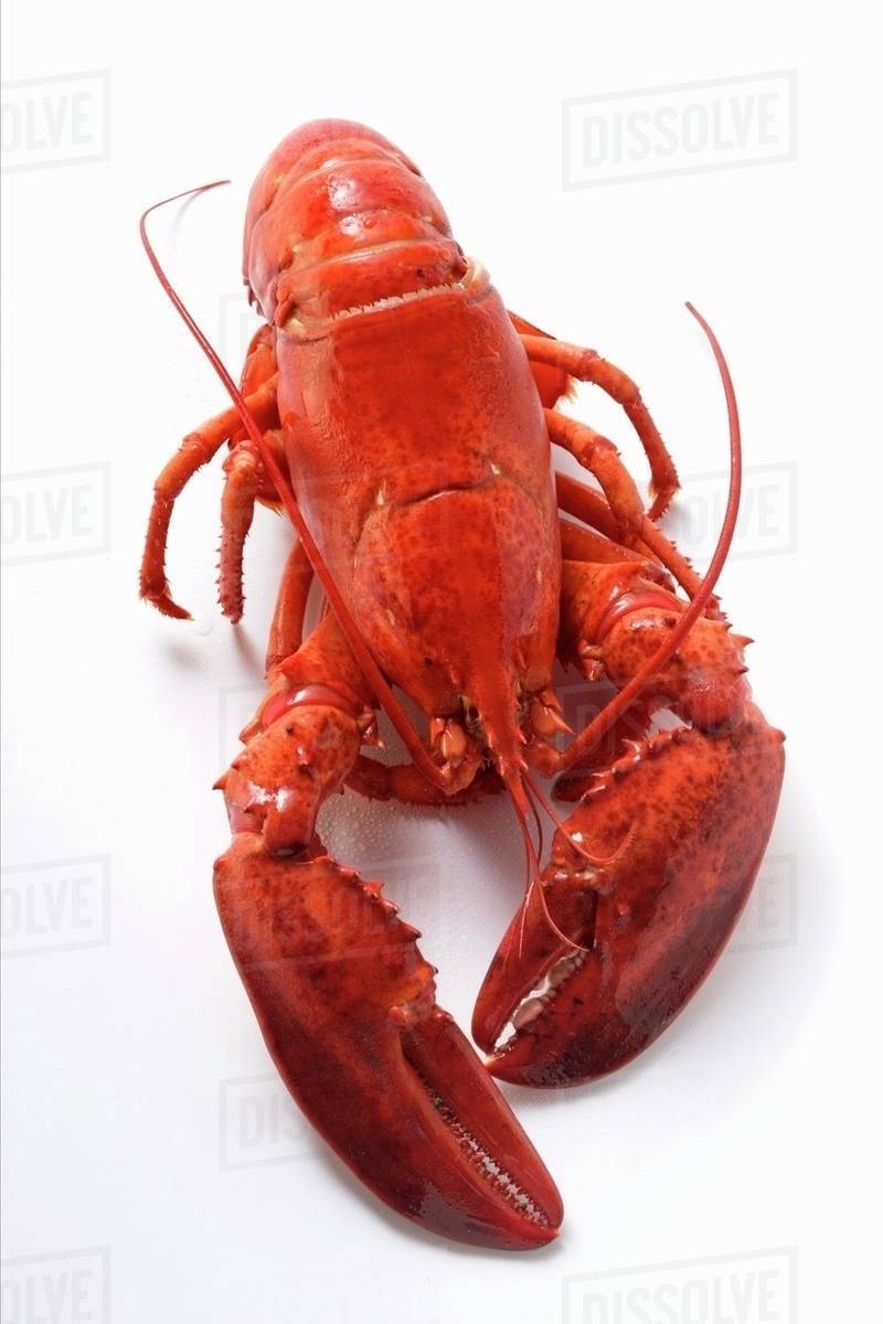 A single boiled lobster - Stock Photo - Dissolve