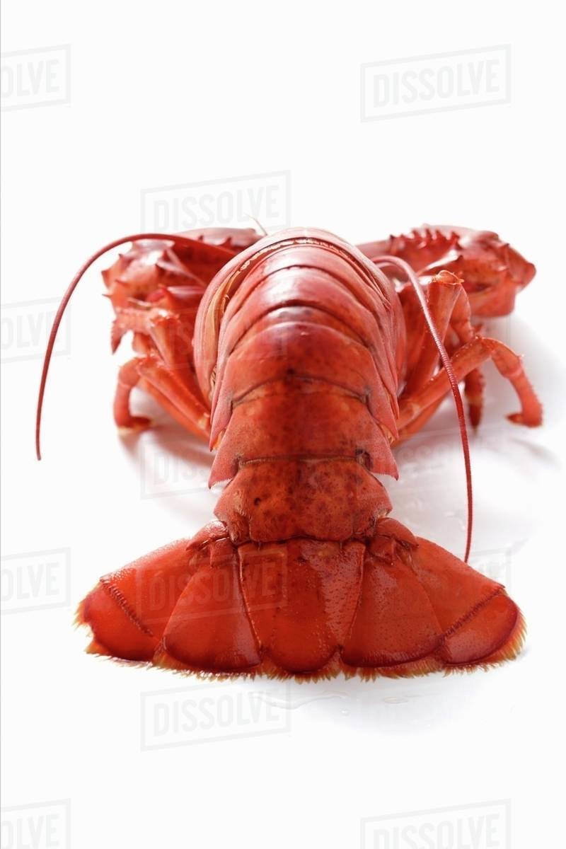 A single boiled lobster - Royalty-free Stock Photo | Dissolve