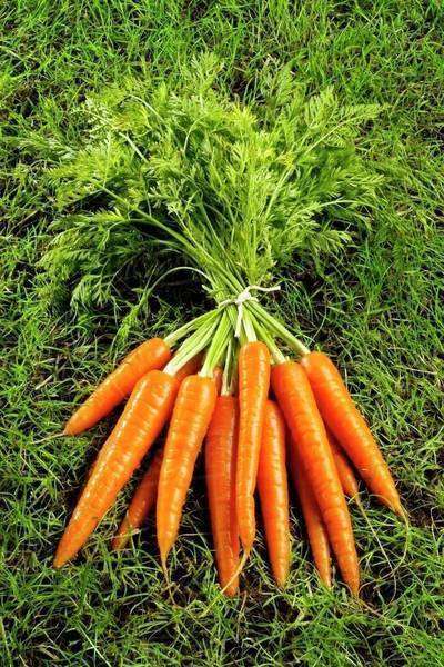 Fresh carrots in grass - Royalty-free Stock Photo | Dissolve