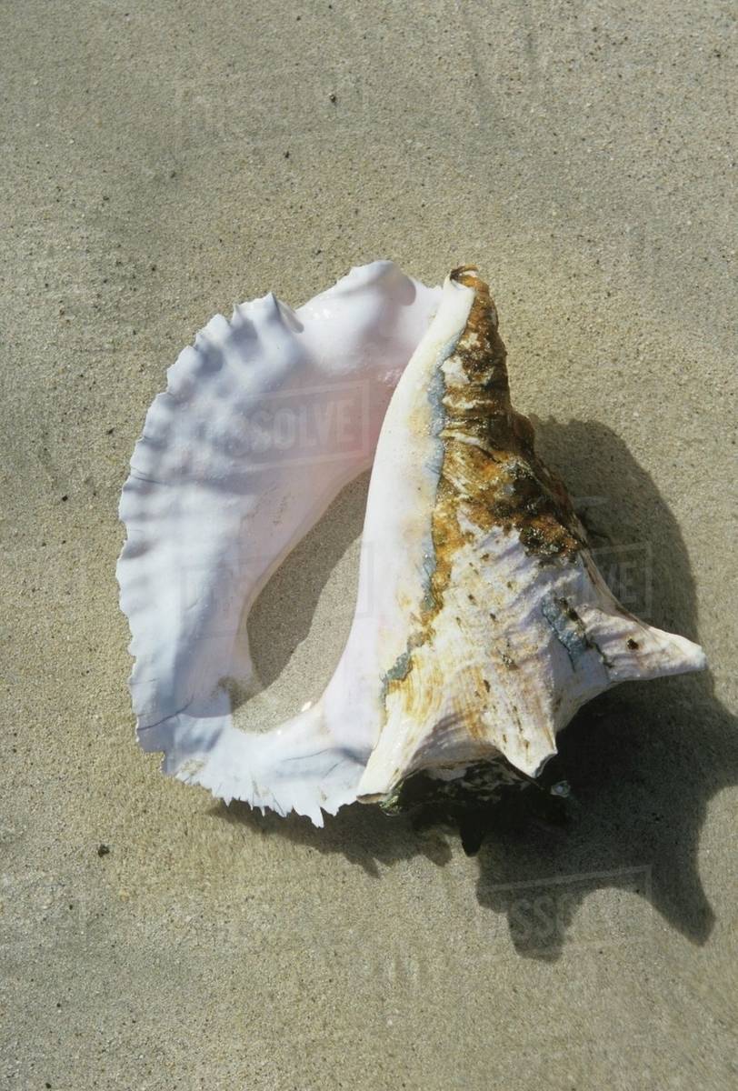 Conch Shell on the Beach - Royalty-free Stock Photo | Dissolve