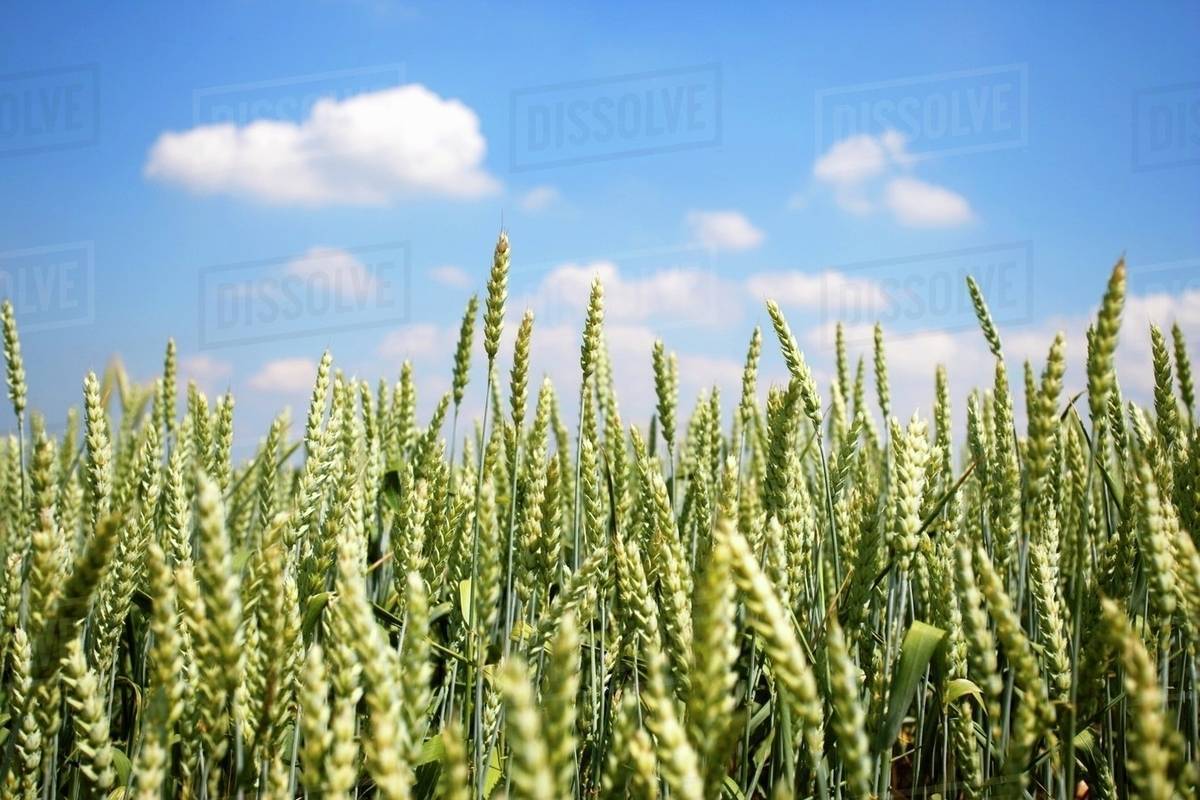 Spelt wheat in the field - Royalty-free Stock Photo | Dissolve