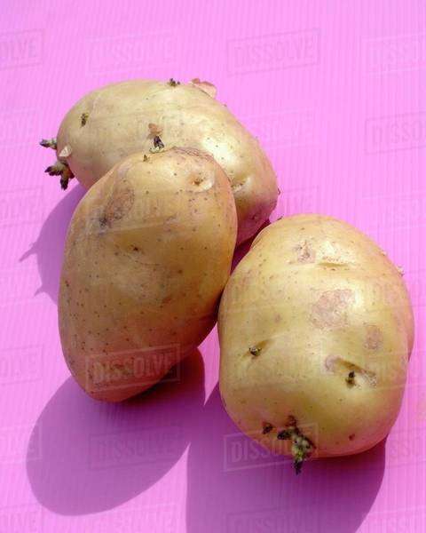 Three 'Bintje' potatoes - Royalty-free Stock Photo | Dissolve