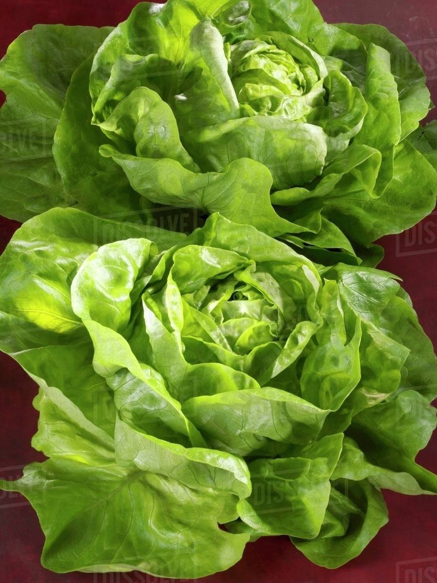 Two lettuces - Royalty-free Stock Photo | Dissolve
