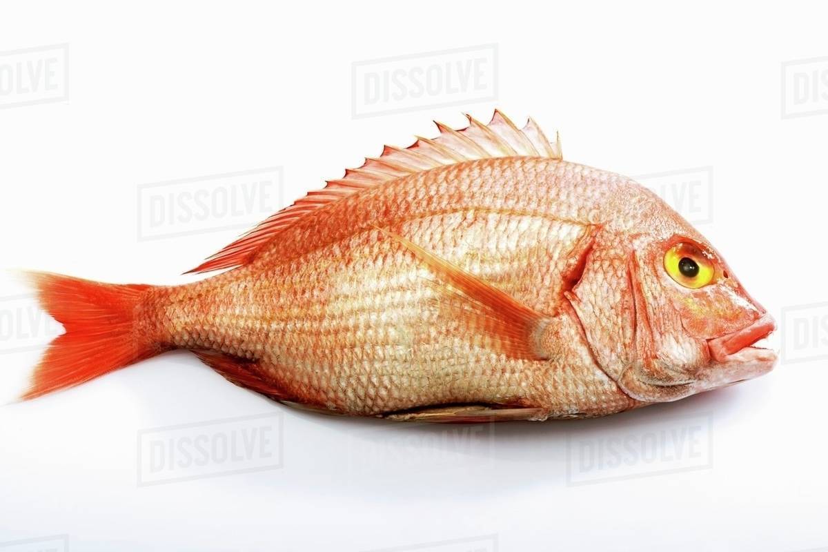 A common pandora - Stock Photo - Dissolve