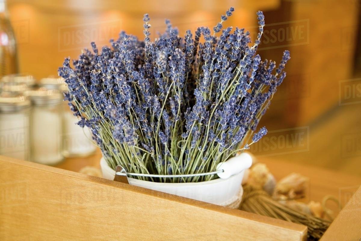 Lavender flowers in a bucket - Stock Photo - Dissolve