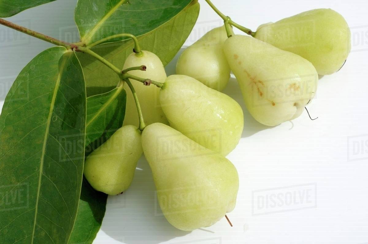 Green Java apples with branch - Stock Photo - Dissolve