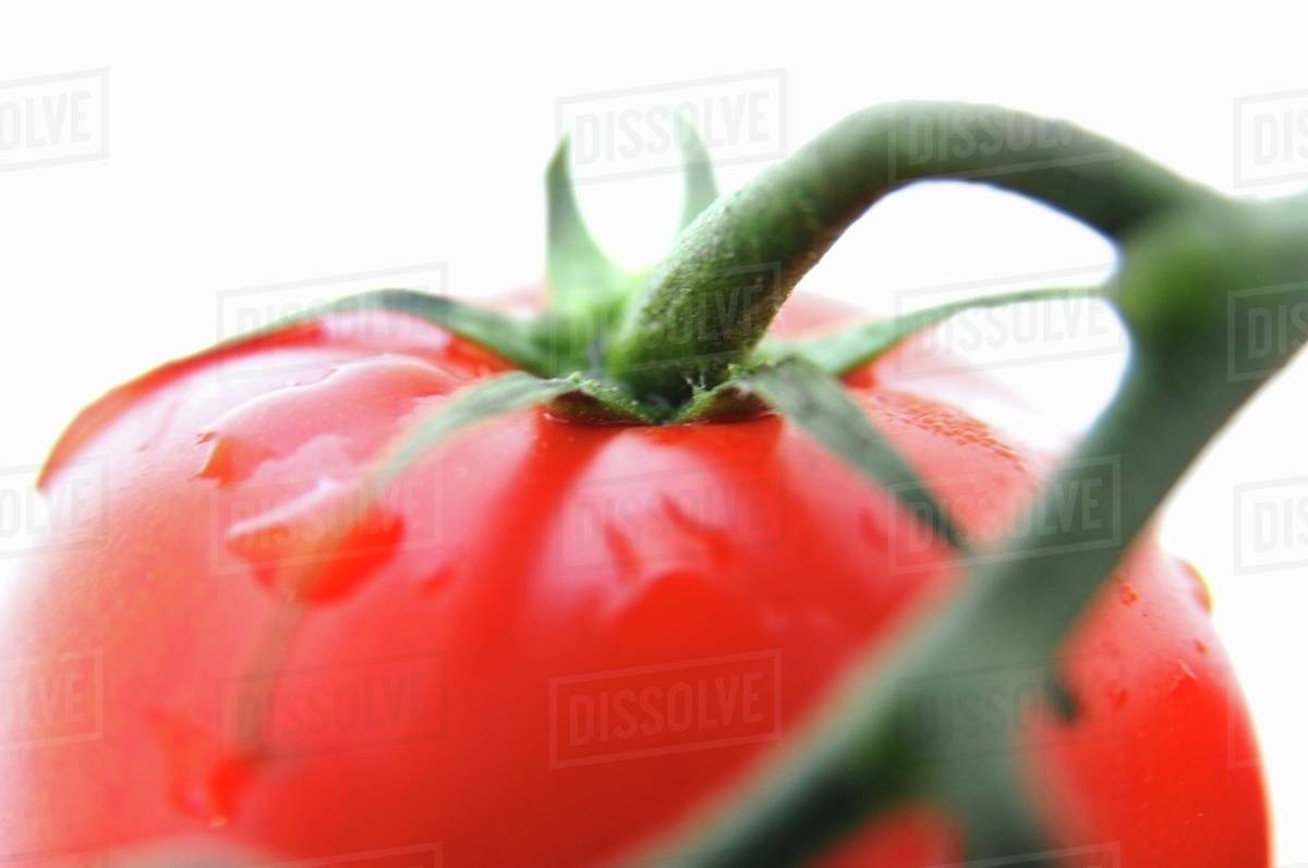 A tomato on the vine - Royalty-free Stock Photo | Dissolve