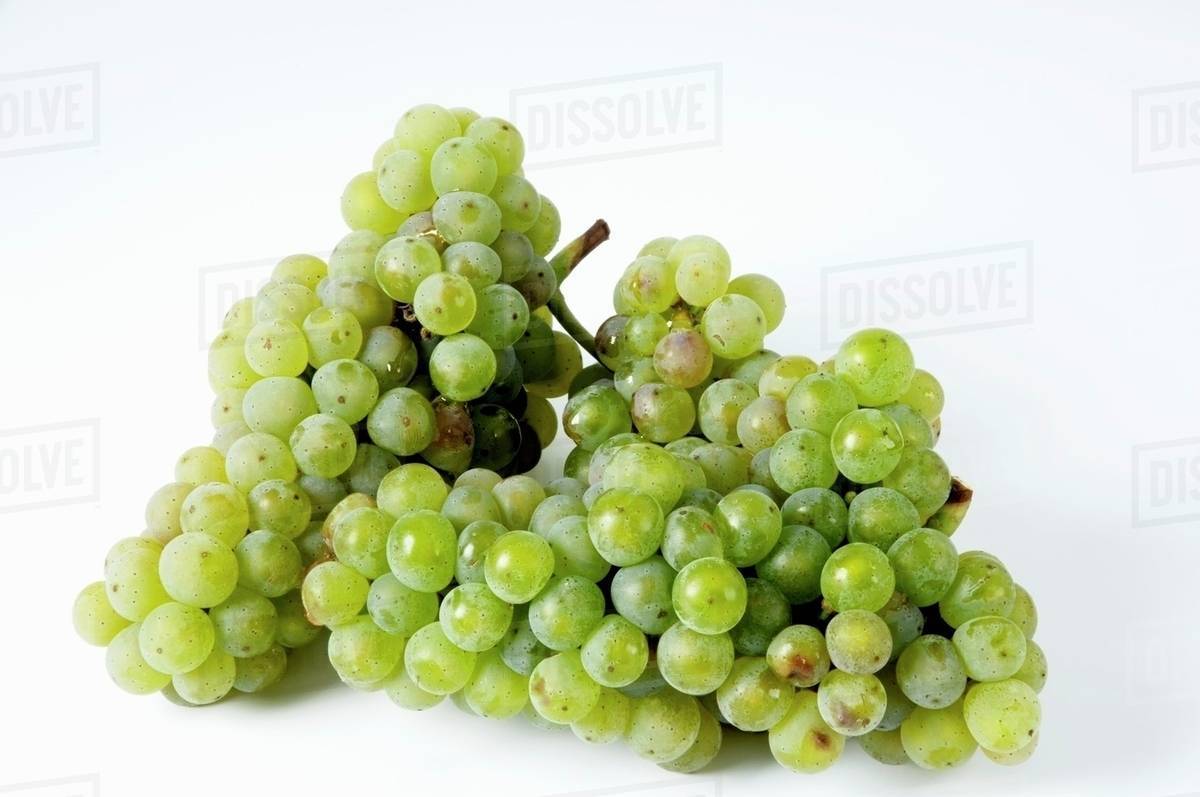 Green grapes, variety Riesling - Royalty-free Stock Photo | Dissolve
