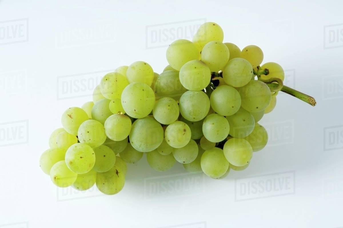 Green grapes, variety Reichensteiner - Royalty-free Stock Photo | Dissolve