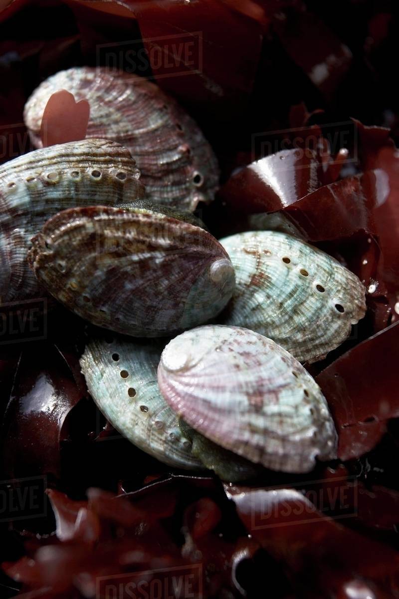 Abalone (sea snail) with seaweed - Royalty-free Stock Photo | Dissolve