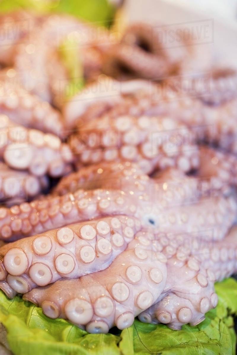 Fresh octopuses at a market - Stock Photo - Dissolve