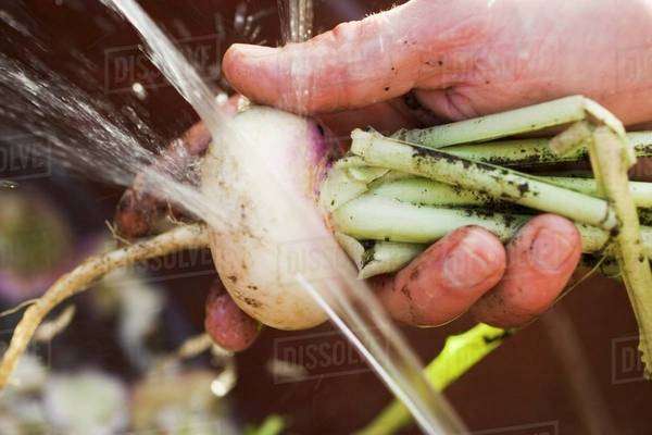 Washing a turnip - Royalty-free Stock Photo | Dissolve