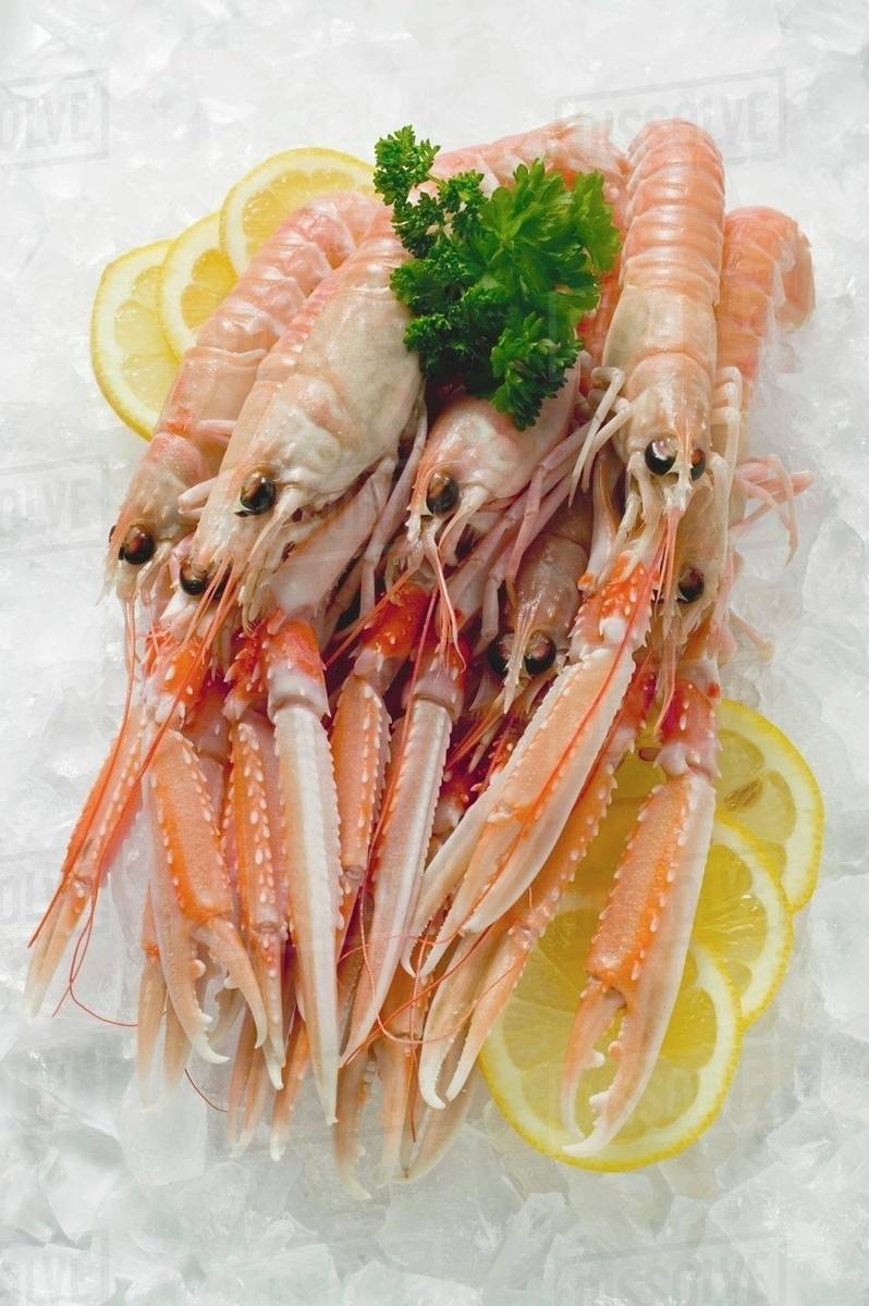 Scampi on crushed ice - Stock Photo - Dissolve
