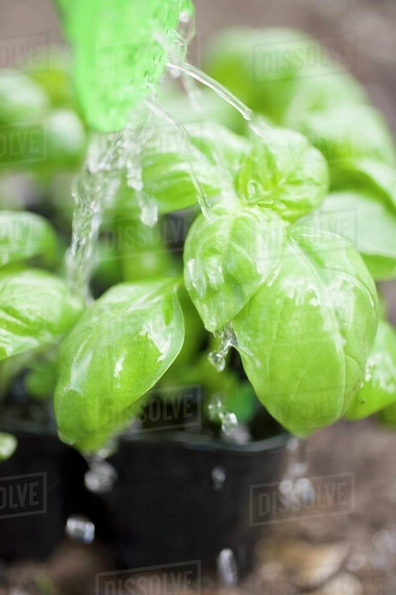 Watering basil (close-up) - Royalty-free Stock Photo | Dissolve