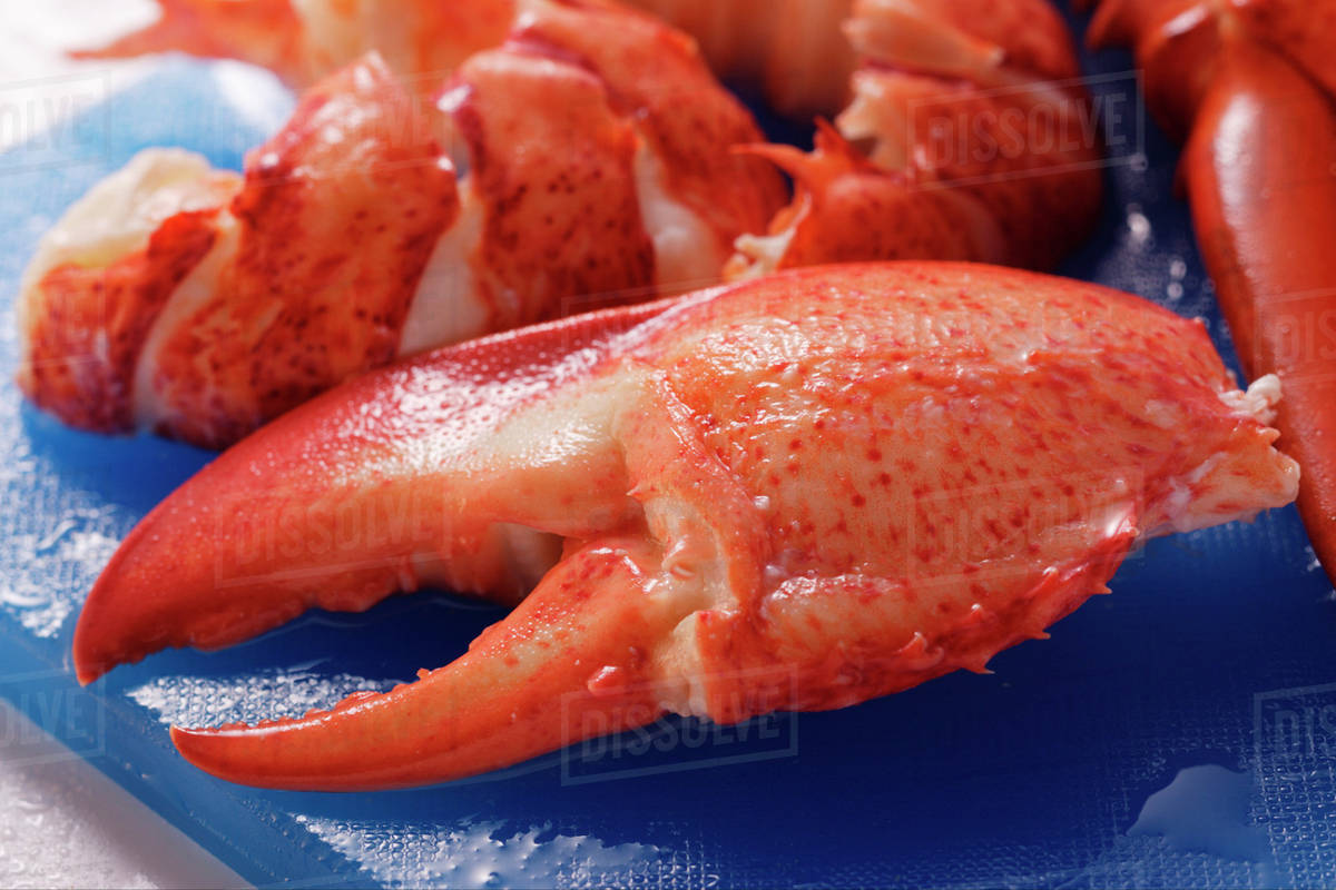 Lobster, cooked and prepared - Royalty-free Stock Photo | Dissolve