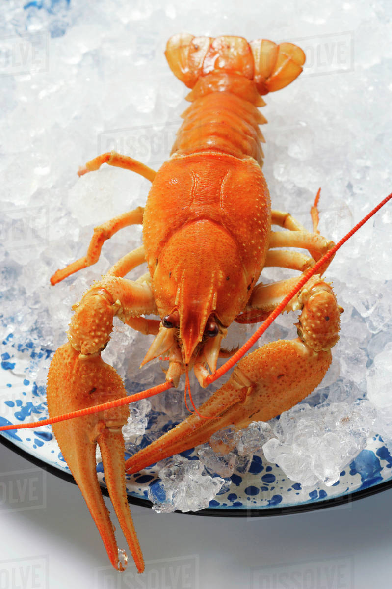 Freshwater crayfish on plate with crushed ice - Royalty-free Stock ...