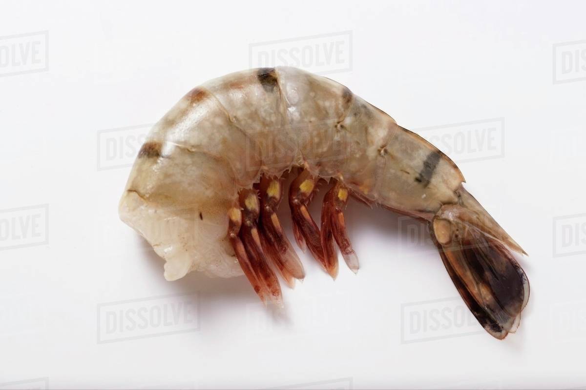 Fresh king prawn without head - Stock Photo - Dissolve