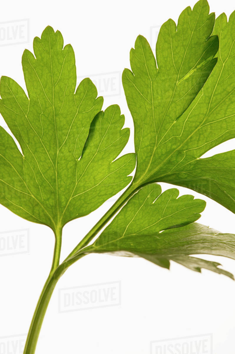 Parsley (close-up) - Royalty-free Stock Photo | Dissolve
