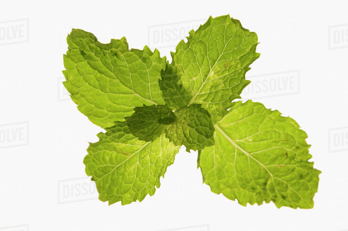 Fresh mint - Royalty-free Stock Photo | Dissolve