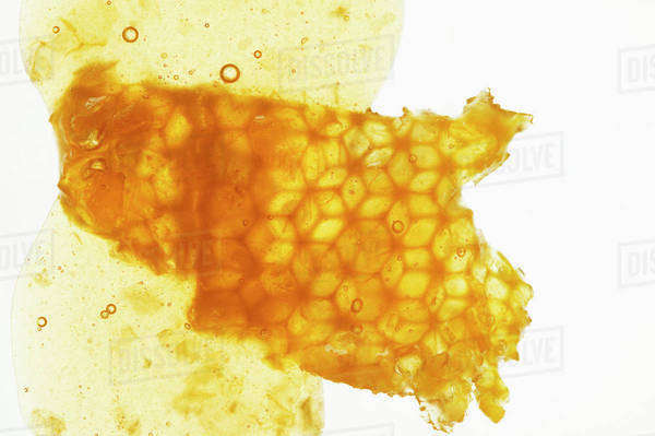 Honey and honeycomb - Royalty-free Stock Photo | Dissolve
