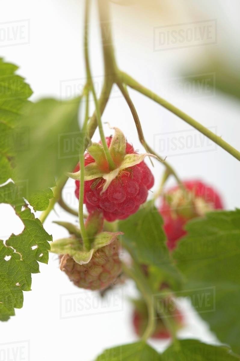 Raspberries on the cane (close-up) - Stock Photo - Dissolve