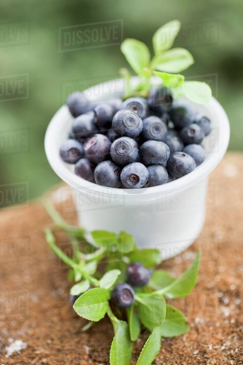 Blueberries in plastic tub - Royalty-free Stock Photo | Dissolve
