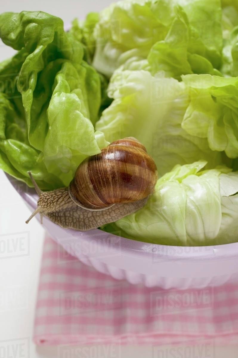 Live snail on lettuce in bowl - Royalty-free Stock Photo | Dissolve